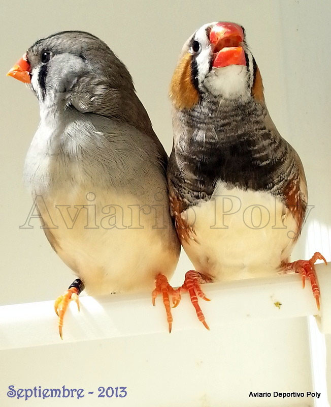 Diamante Mandarin (Poephila Guttata) - Aviario Poly