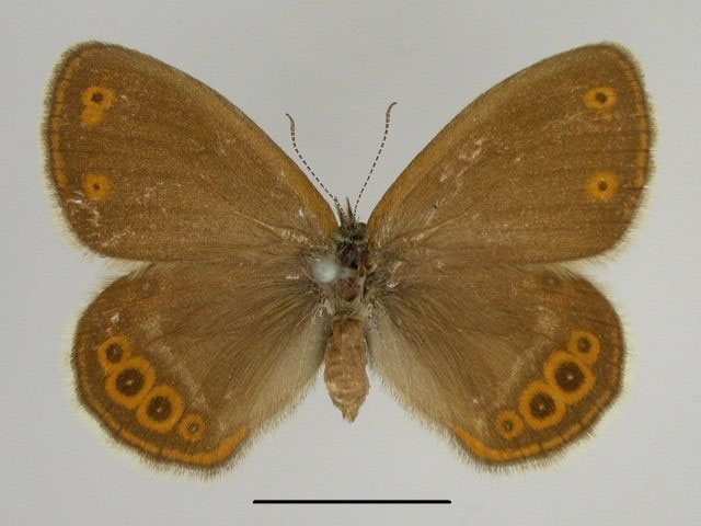 Wald-Wiesenvögelchen - Coenonympha hero (Linnaeus, 1761 ...