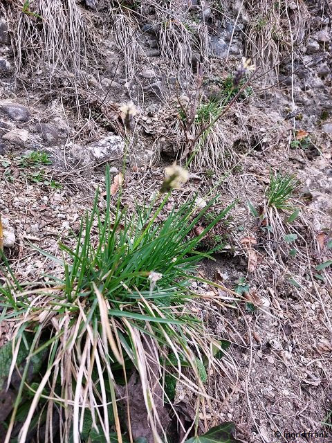 Sesleria caerulea - Kalk-Blaugras - herbarium-von-ingrids Webseite!