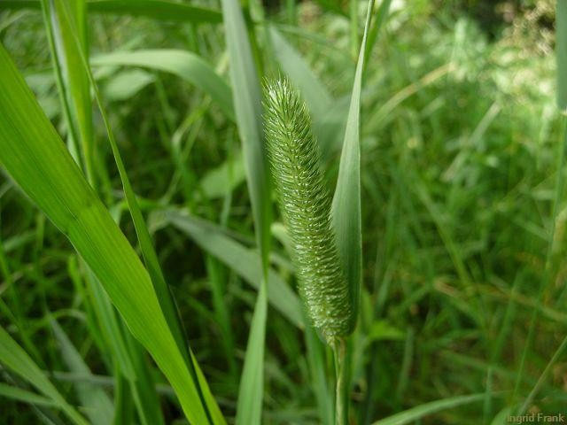 Phleum pratense agg. - Artengruppe Wiesen-Lieschgras - herbarium-von ...