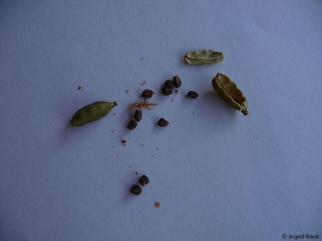 Elettaria cardamomum - Kardamom - herbarium-von-ingrids Webseite!