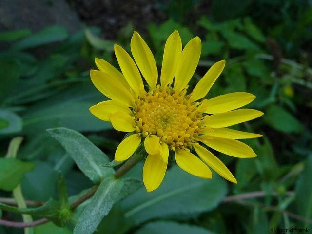 Grindelia robusta - Grindelie, Gummikraut - herbarium-von-ingrids Webseite!