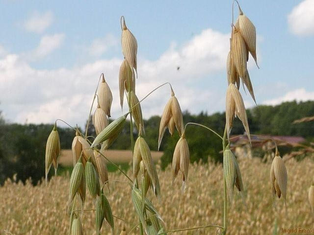 Avena sativa - Saat-Hafer - herbarium-von-ingrids Webseite!