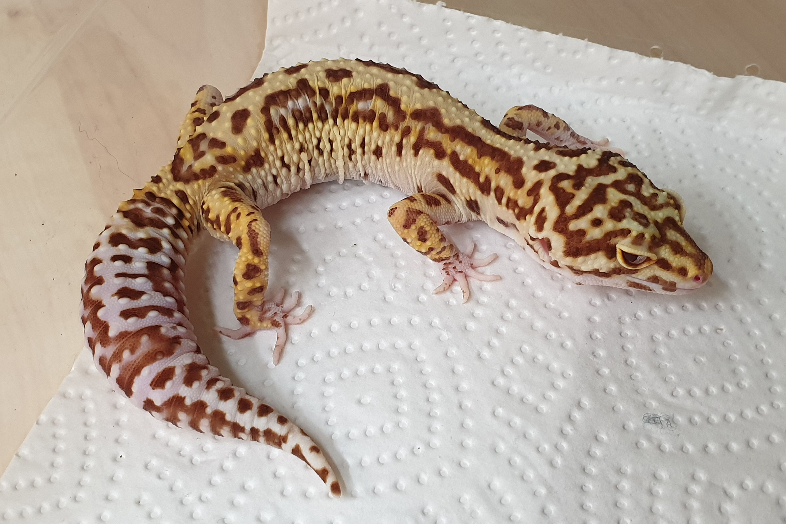 Die Farbformen in Bildern - der-leopardgecko