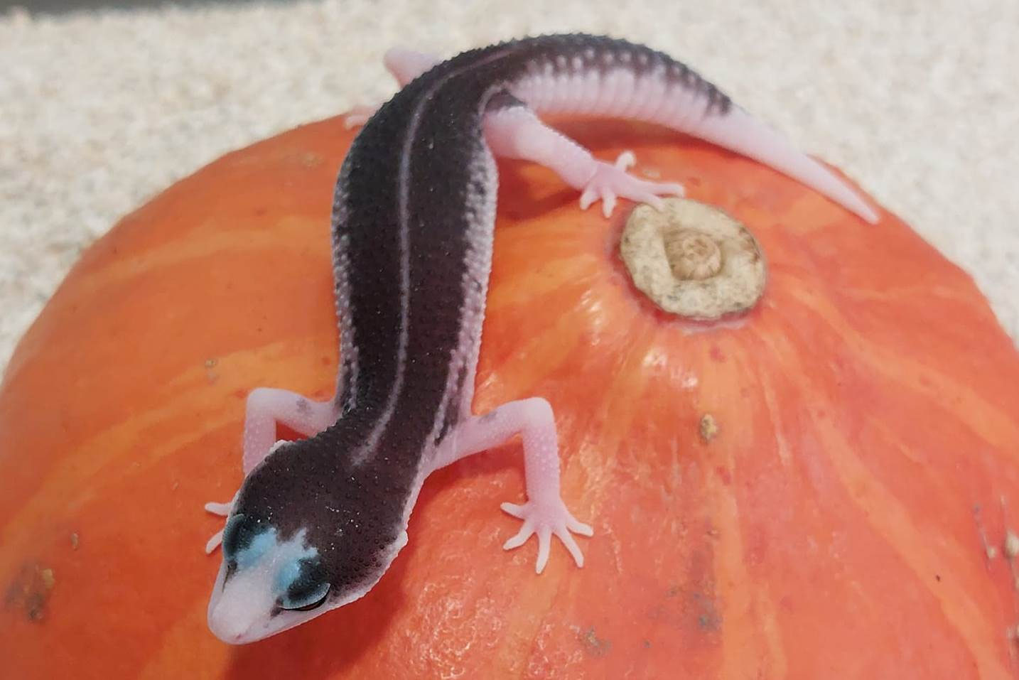 Panda/ Panda Pied - der-leopardgecko