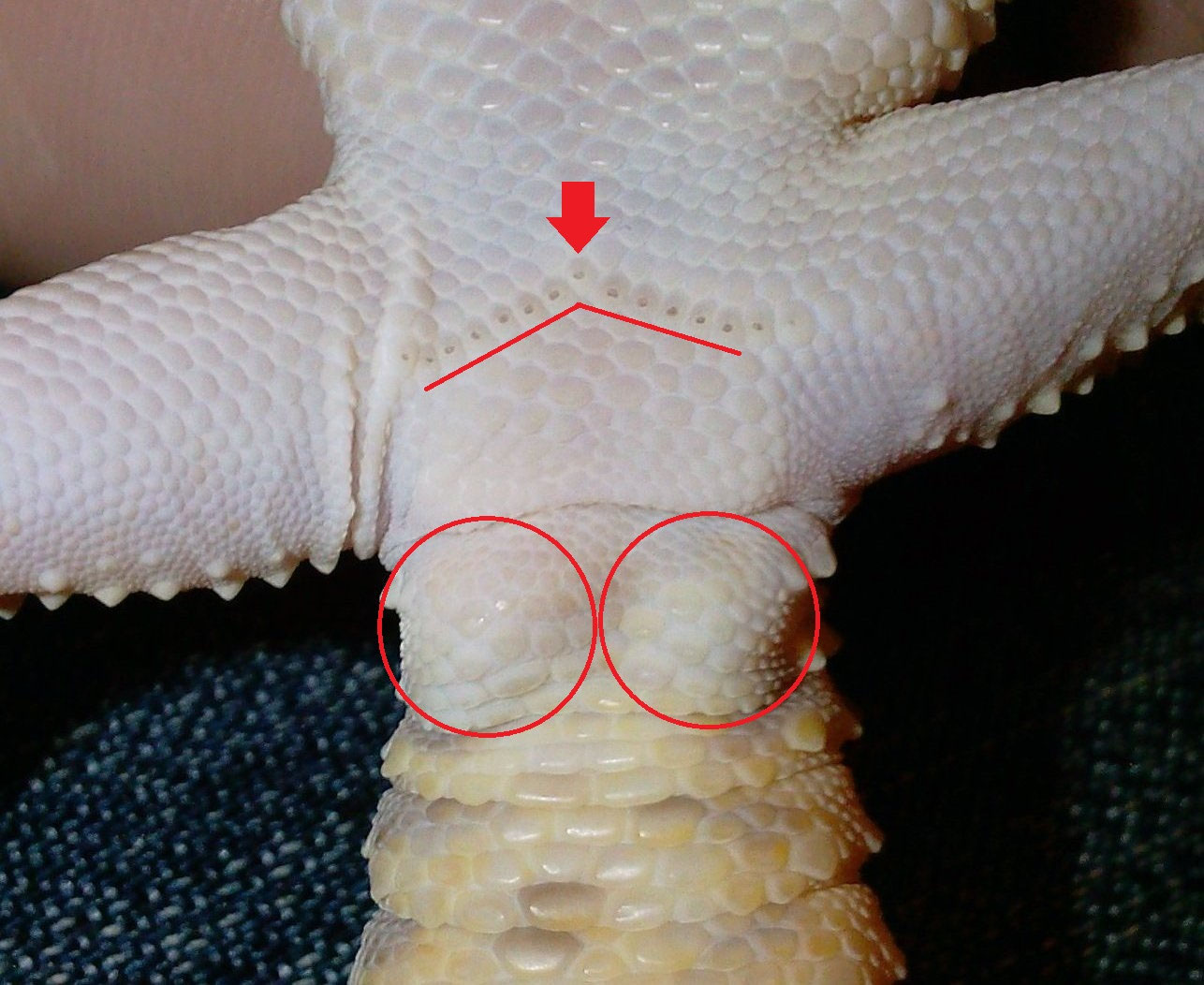 Was ist der Leopardgecko? - der-leopardgecko