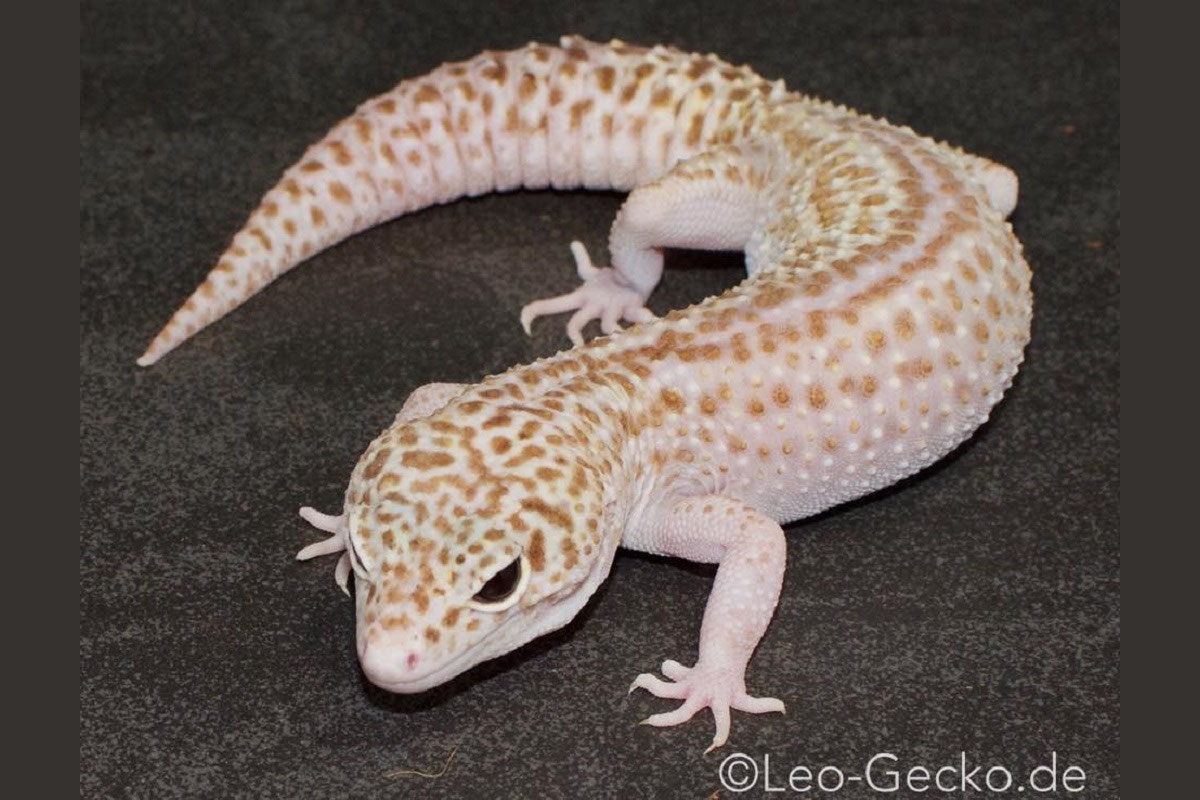 Snow - der-leopardgecko
