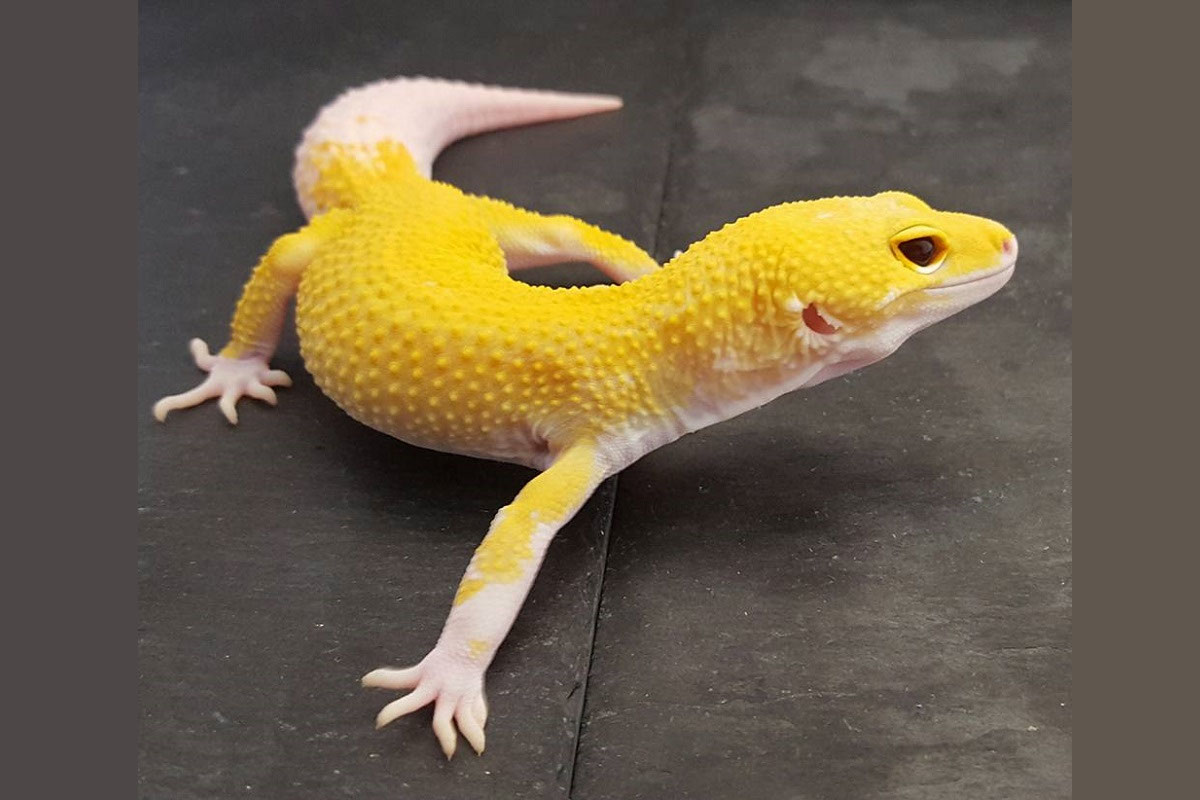 Die Farbformen in Bildern - der-leopardgecko