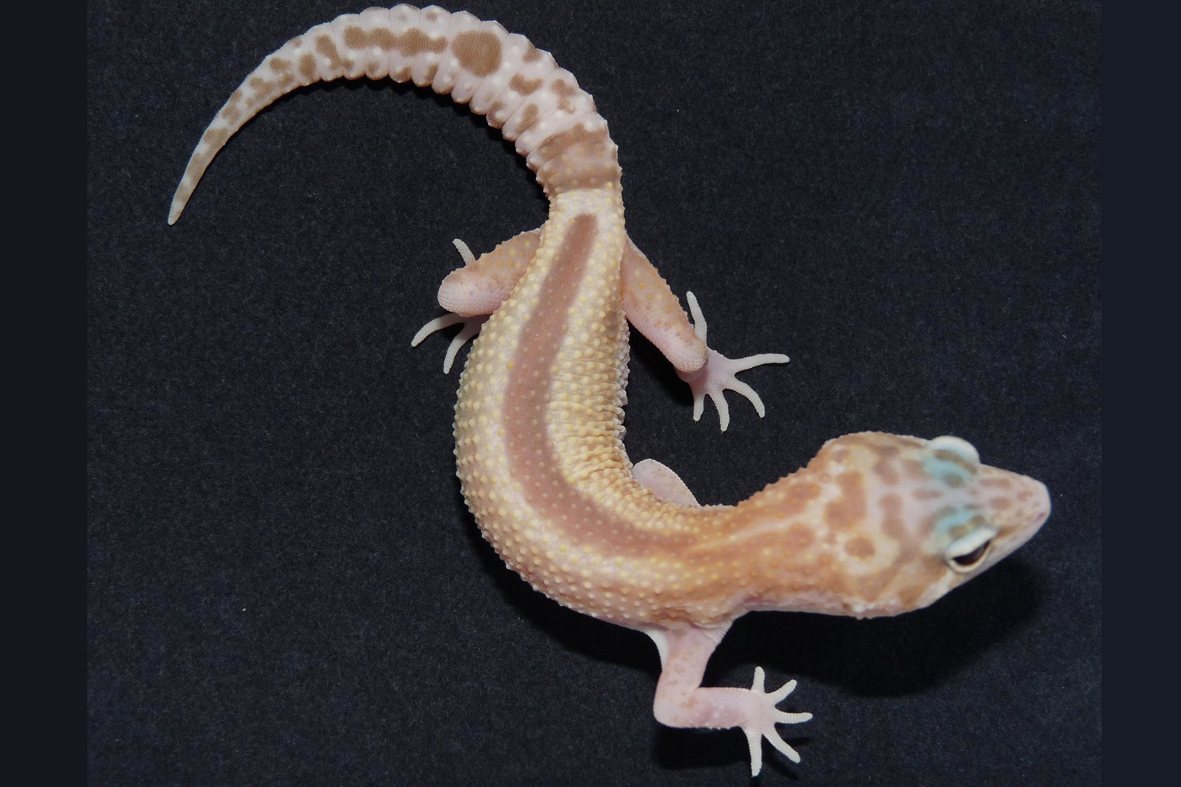 TUG Snow RAPTOR/ Goblin - der-leopardgecko
