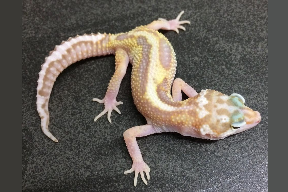 TUG Snow RAPTOR/ Goblin - der-leopardgecko
