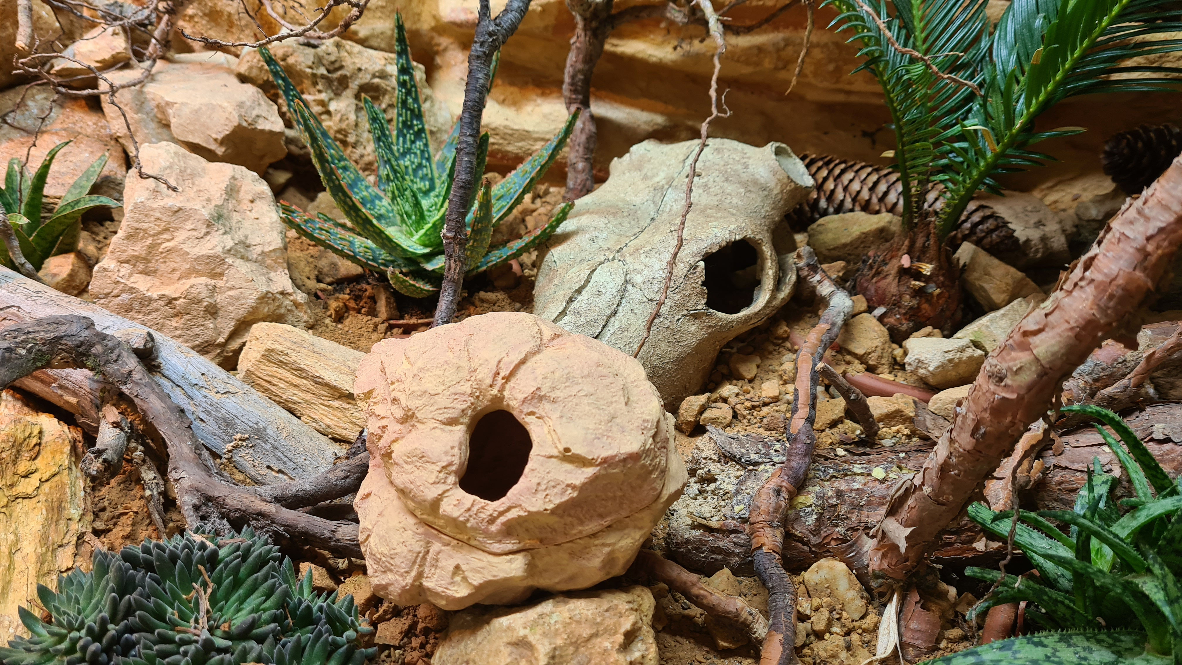 Einrichtung eines artgerechten Terrariums - der-leopardgecko