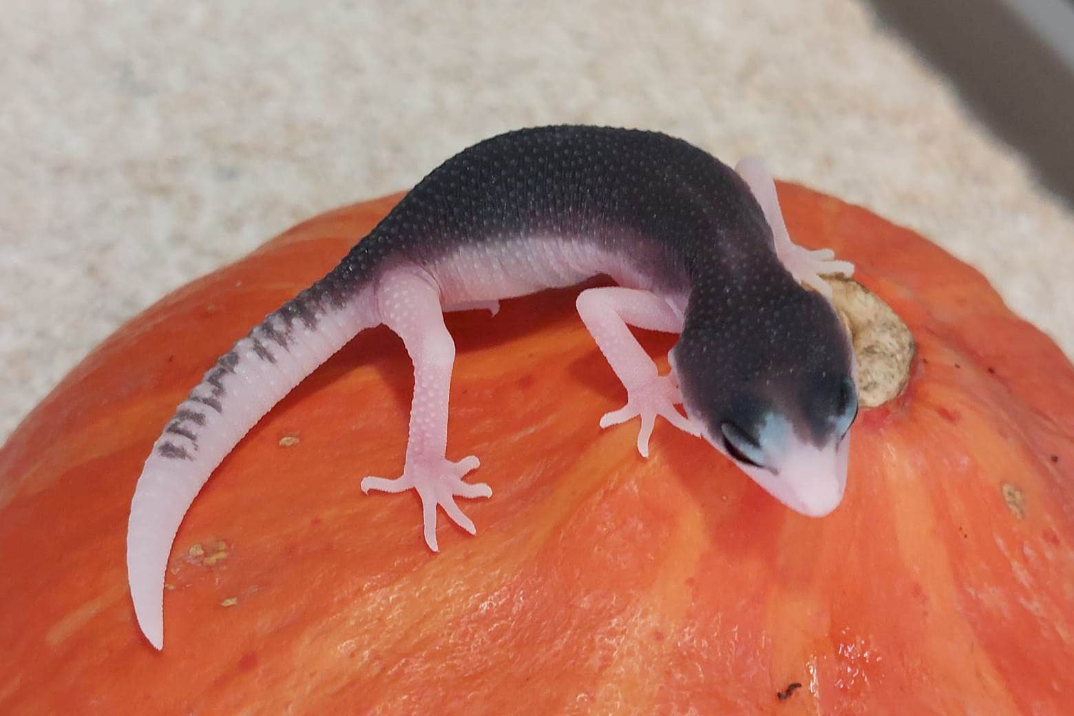 Panda/ Panda Pied - der-leopardgecko