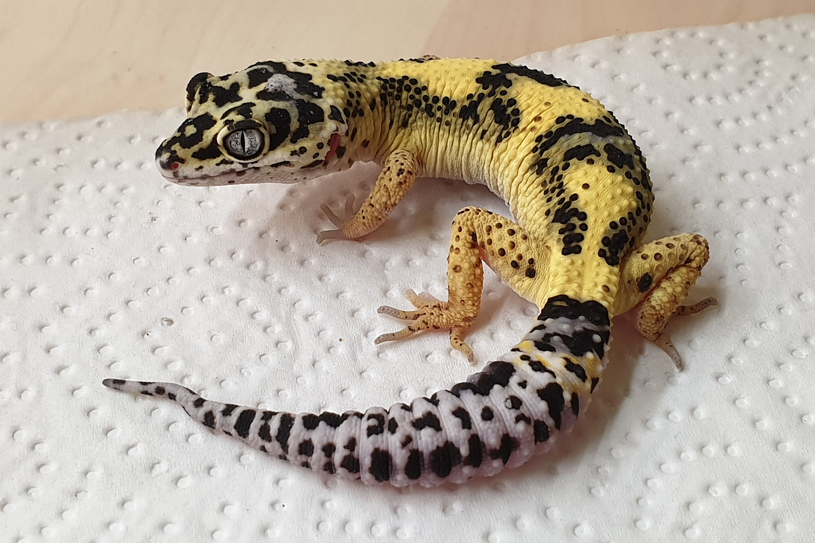 Lemon Frost - der-leopardgecko