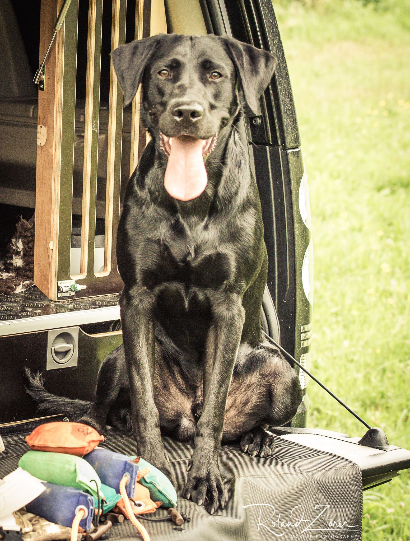 Starcreek Pathfinder of Limcreek - "Scout" *15.07.2016 - :: Labrador ...