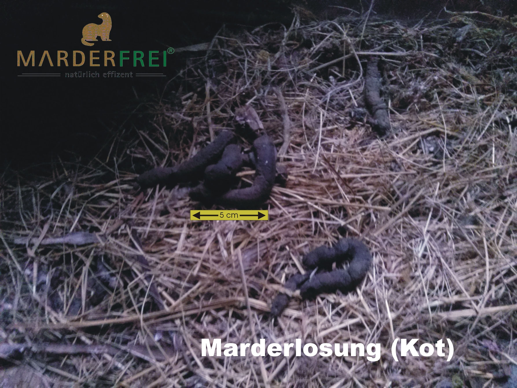 Bilder zum Marder - MARDERFREI GmbH Marderabwehr Marderschutz