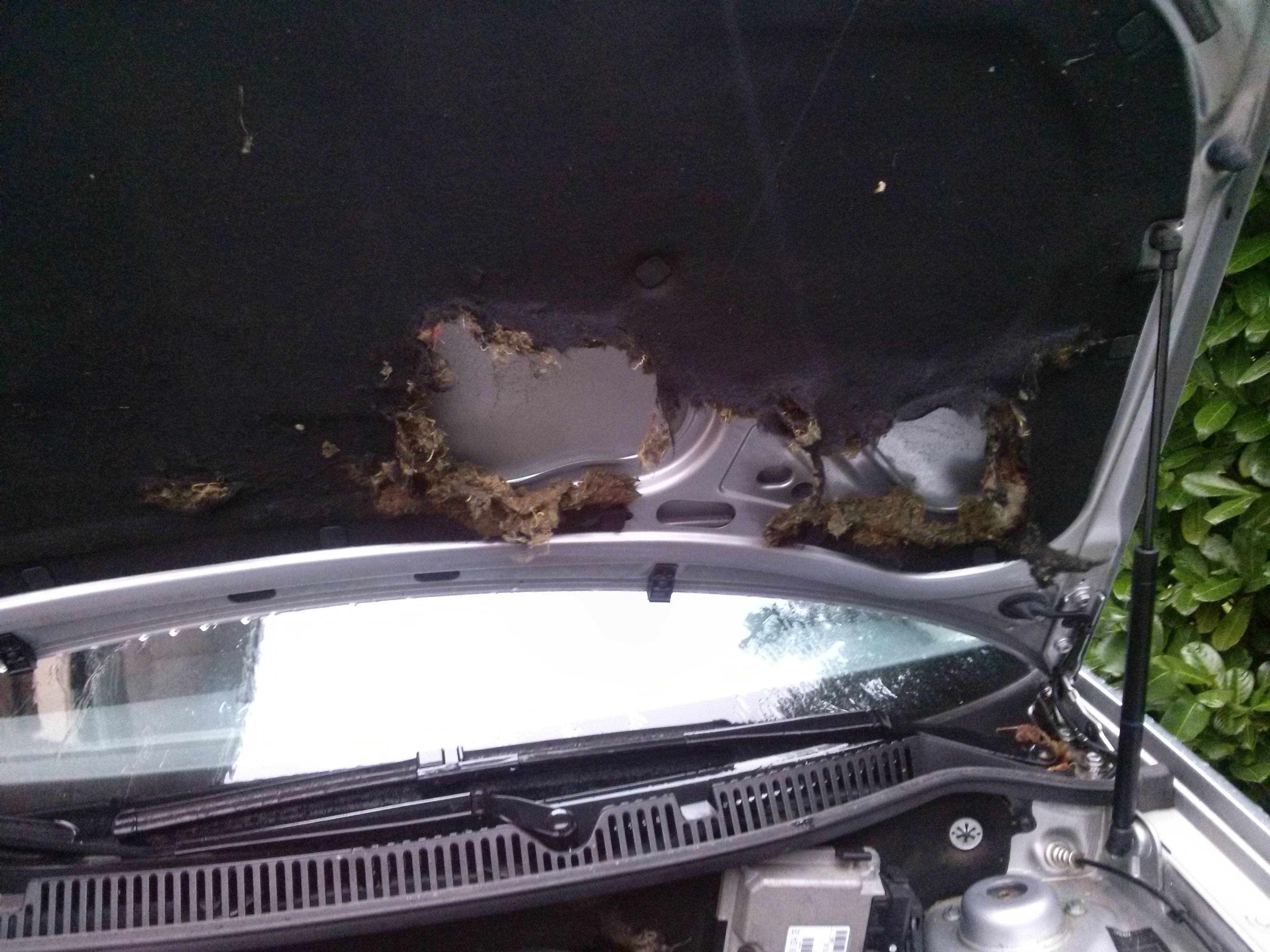 Marderschaden Am Auto