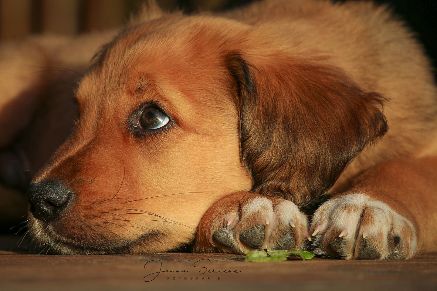 Helfen Hundehaare Gegen Marder