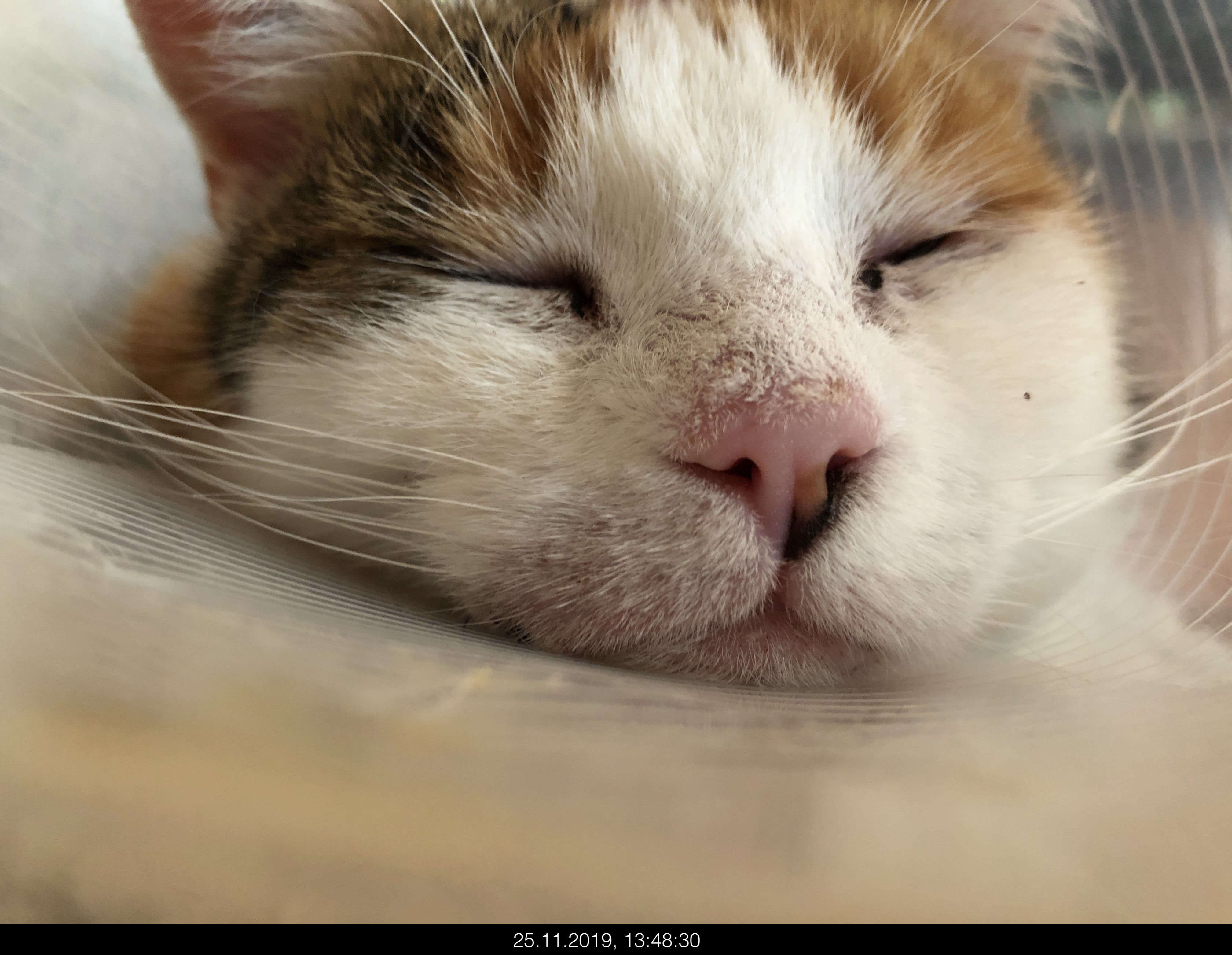 Hauttumoren bei der Katze - KatzMama