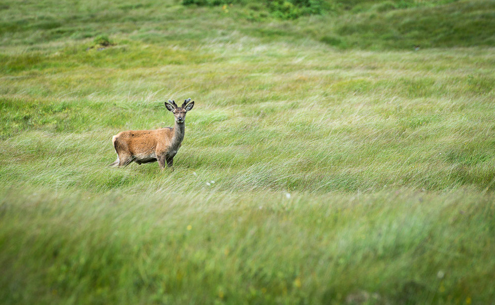 Cerf rouge - Site photo nature amateur