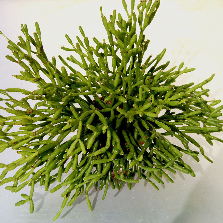 Hatiora salicornioides - Fotoserie - Kakteen und Sukkulente im ...