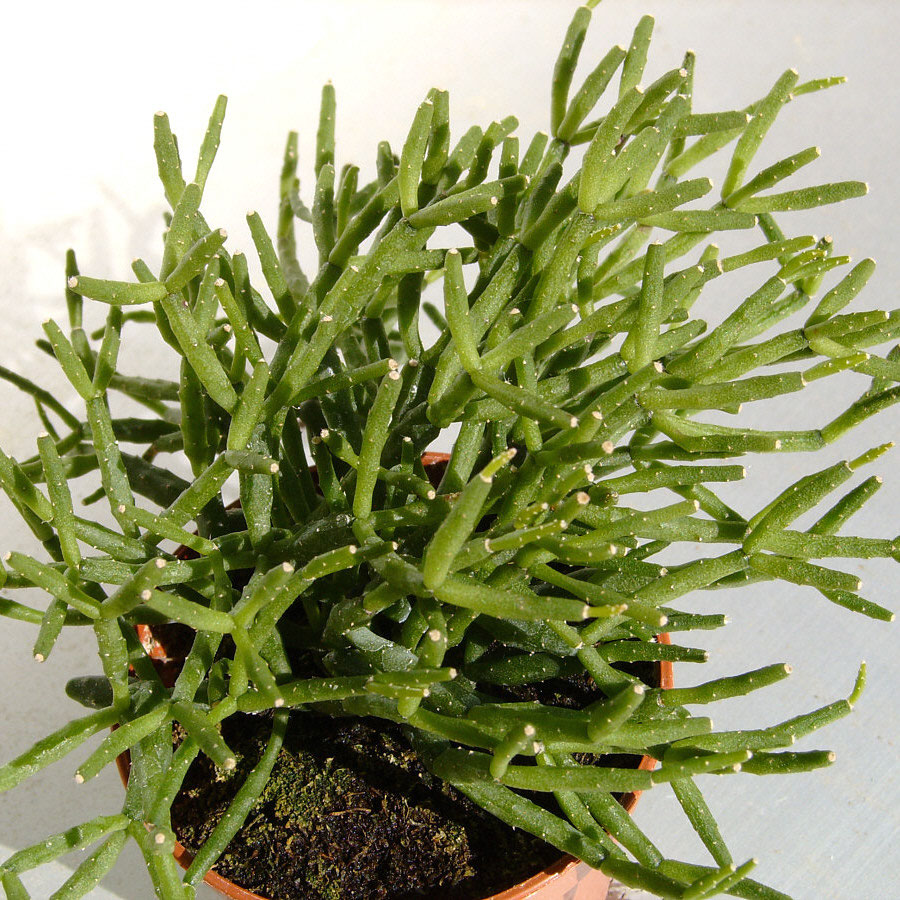 Hatiora salicornioides fma. cylindrica - Kakteen und Sukkulente im ...