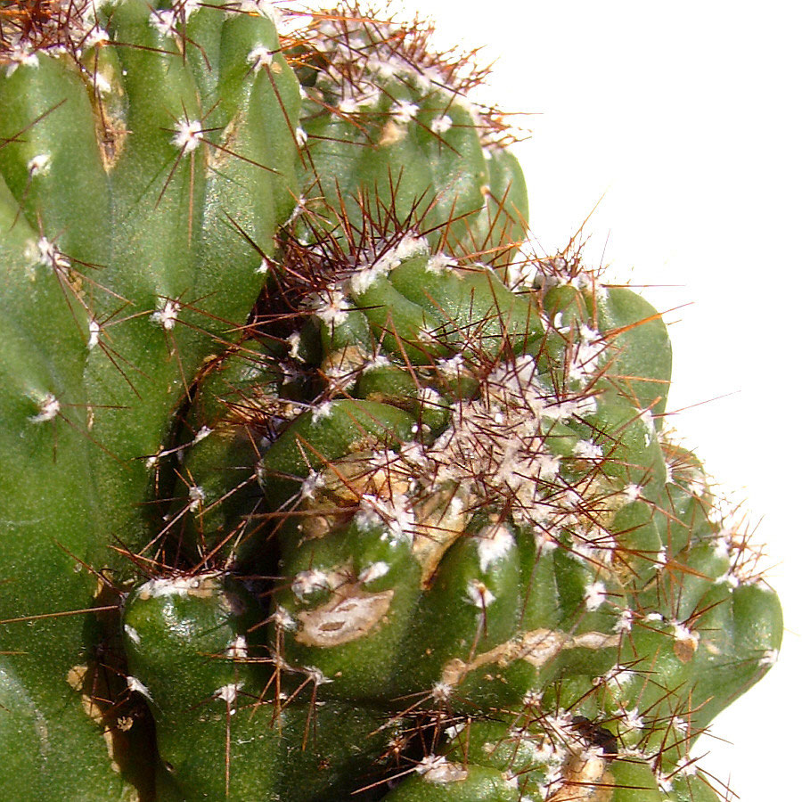 Cereus peruvianus monstrosus Fotogalerie - Kakteen und Sukkulente im ...