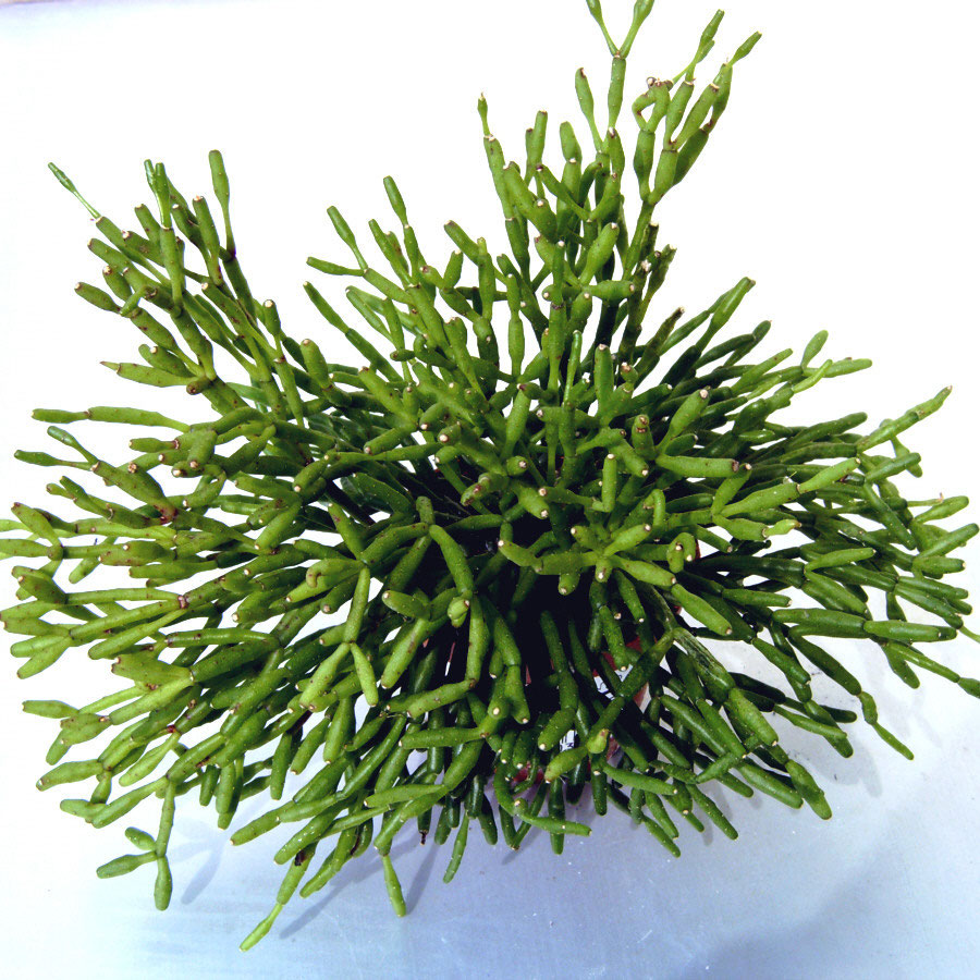 Hatiora salicornioides - Fotoserie - Kakteen und Sukkulente im ...