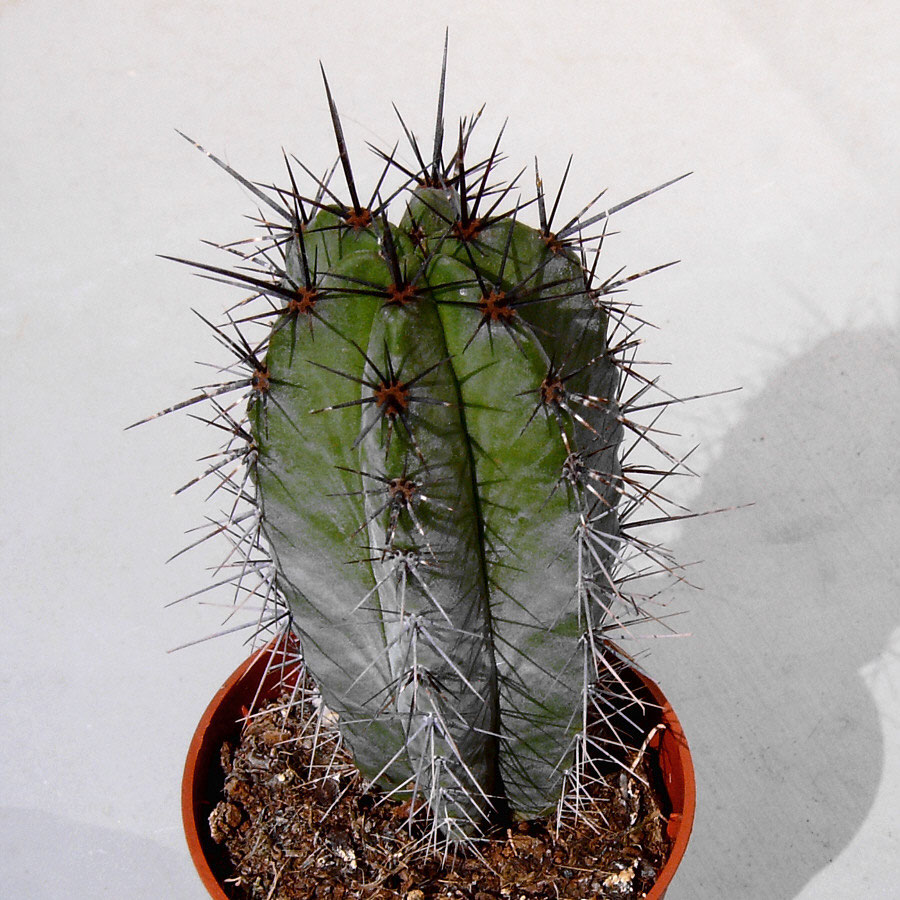 Polaskia chichipe - Kakteen und Sukkulente im Pflanzenterrarium