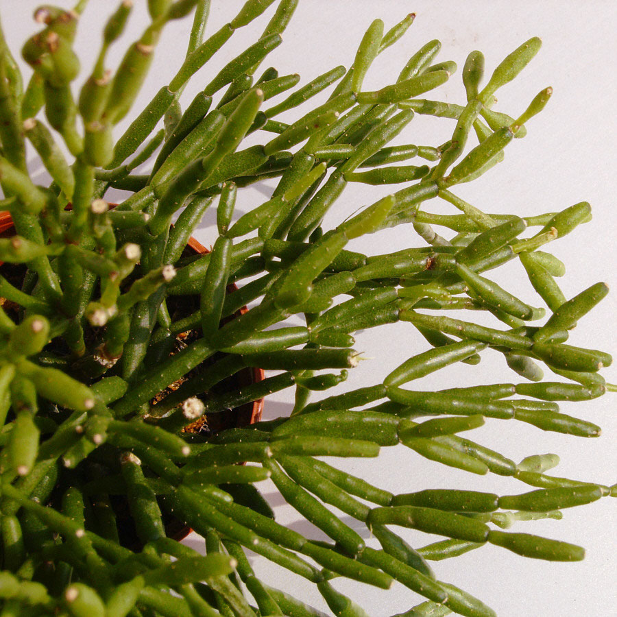 Hatiora salicornioides - Fotoserie - Kakteen und Sukkulente im ...