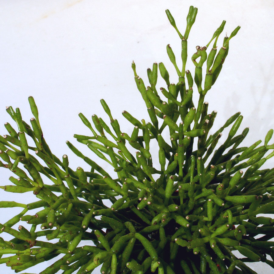 Hatiora salicornioides - Fotoserie - Kakteen und Sukkulente im ...