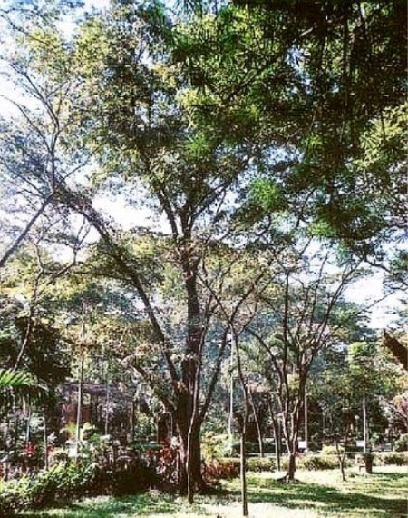 Narra Tree Images - Hearts Philippines & Then Some