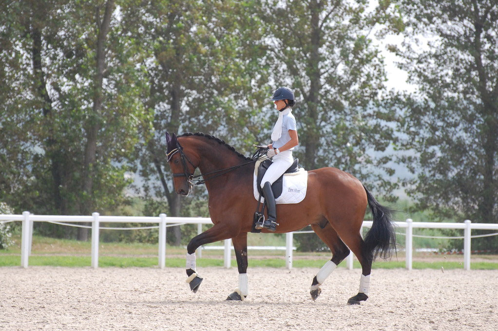 RONALDINHO 17 - Maxime Collard Dressage