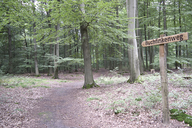Waldbestattung: Das FriedWald Konzept am Beispiel des FriedWalds Bernau ...
