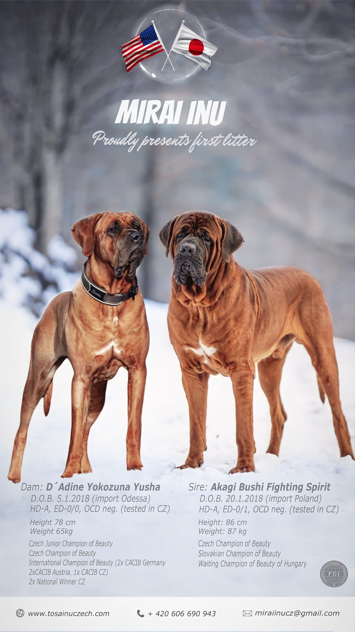 Питомник "Yokozuna Yusha" г.Одесса. Щенки Тоса Ину - Питомник Тоса Ину ...