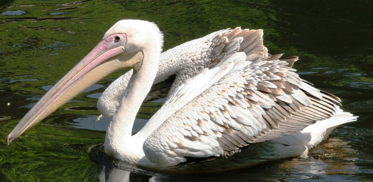 Pelecaniformes (herons, ibises & allies) - bird-phylogeny