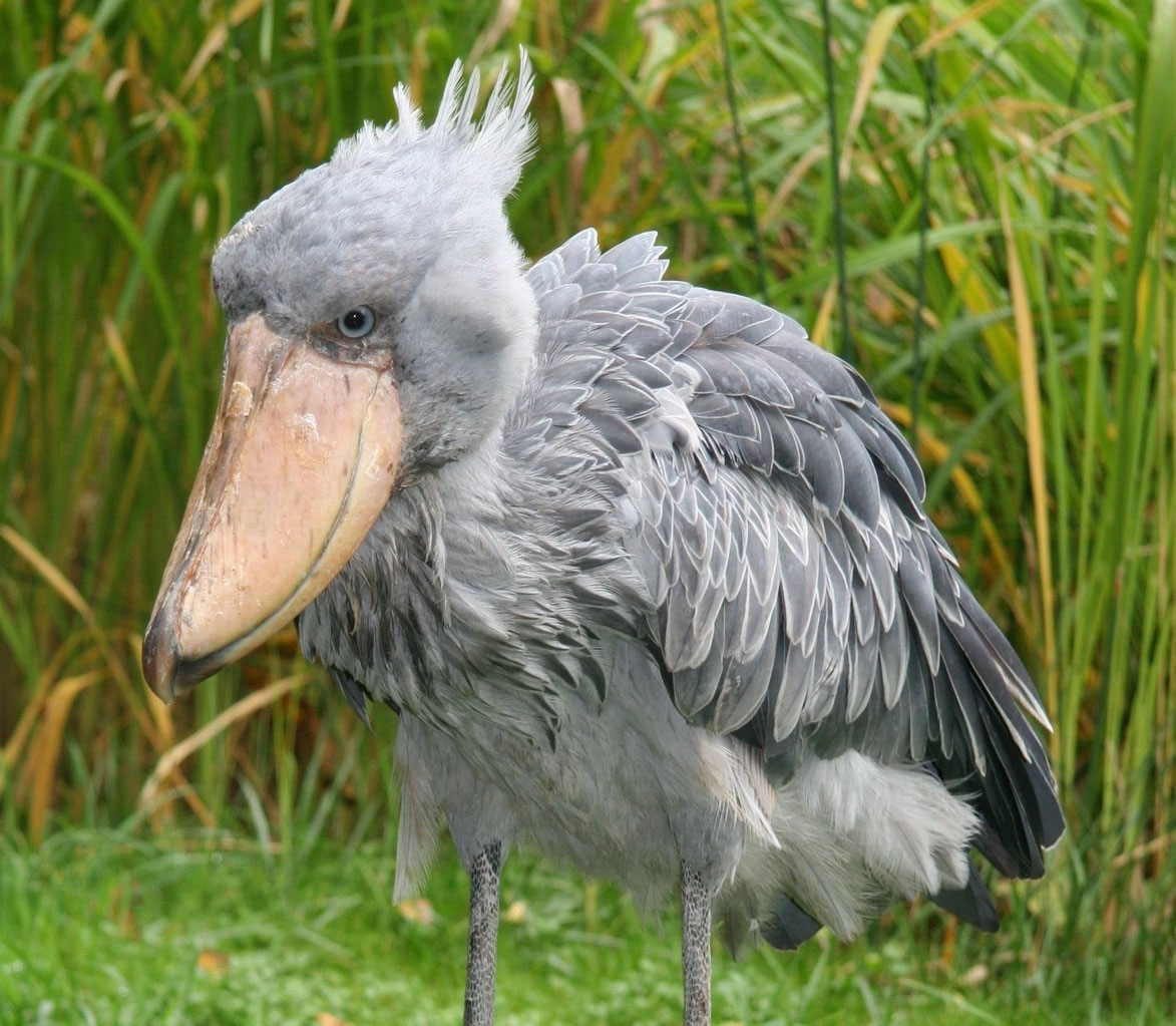 Pelecaniformes (herons, ibises & allies) - bird-phylogeny