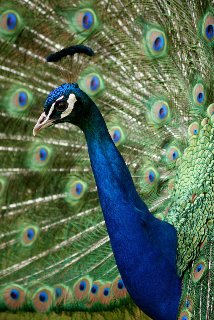Galliformes (landfowl) - bird-phylogeny