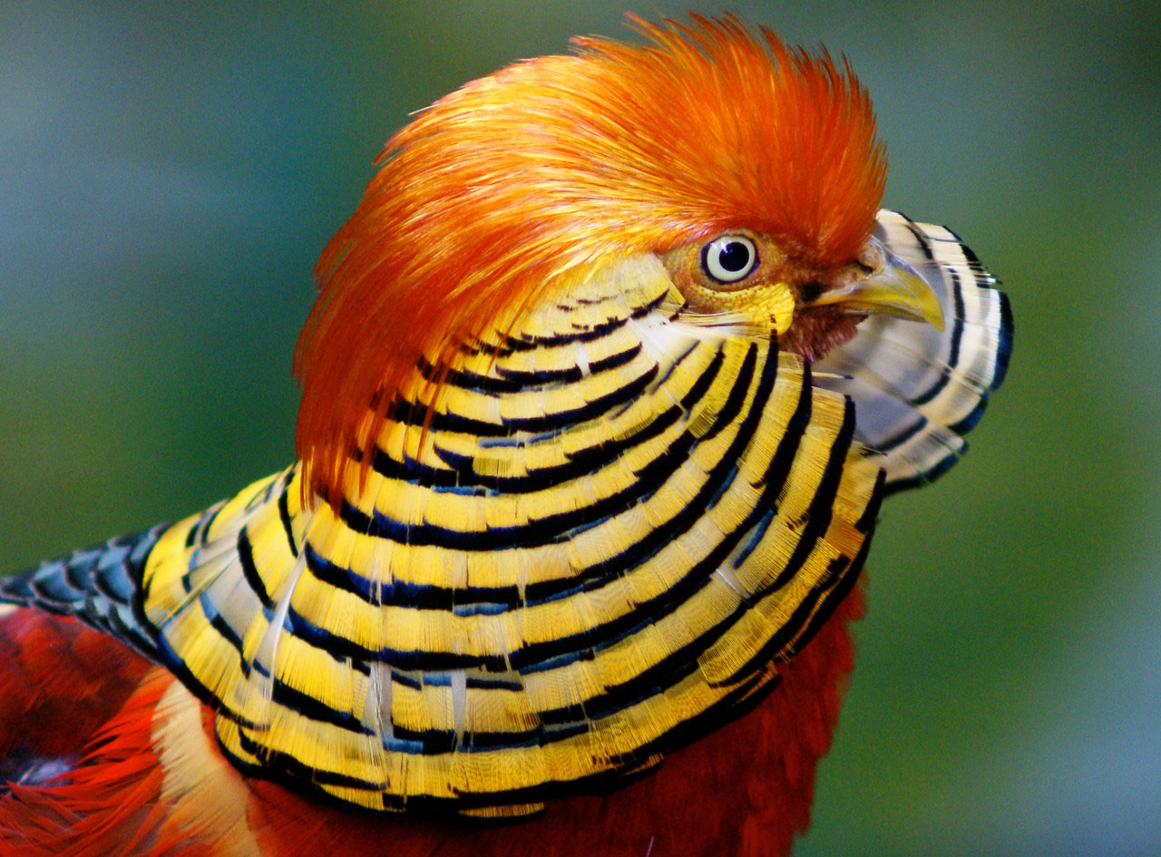 Galliformes (landfowl) - bird-phylogeny