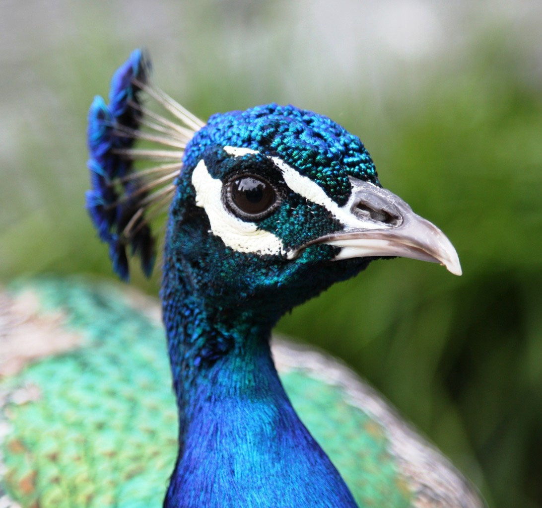 Galliformes (landfowl) - bird-phylogeny