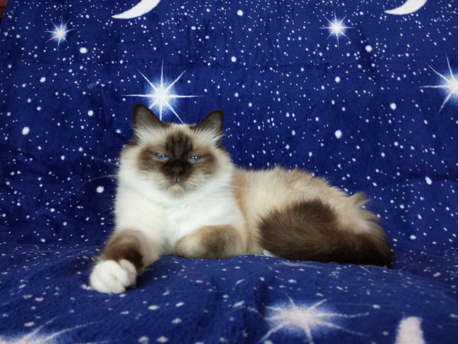Femmine sacro di birmania - allevamento sacro di birmania e maine coon ...