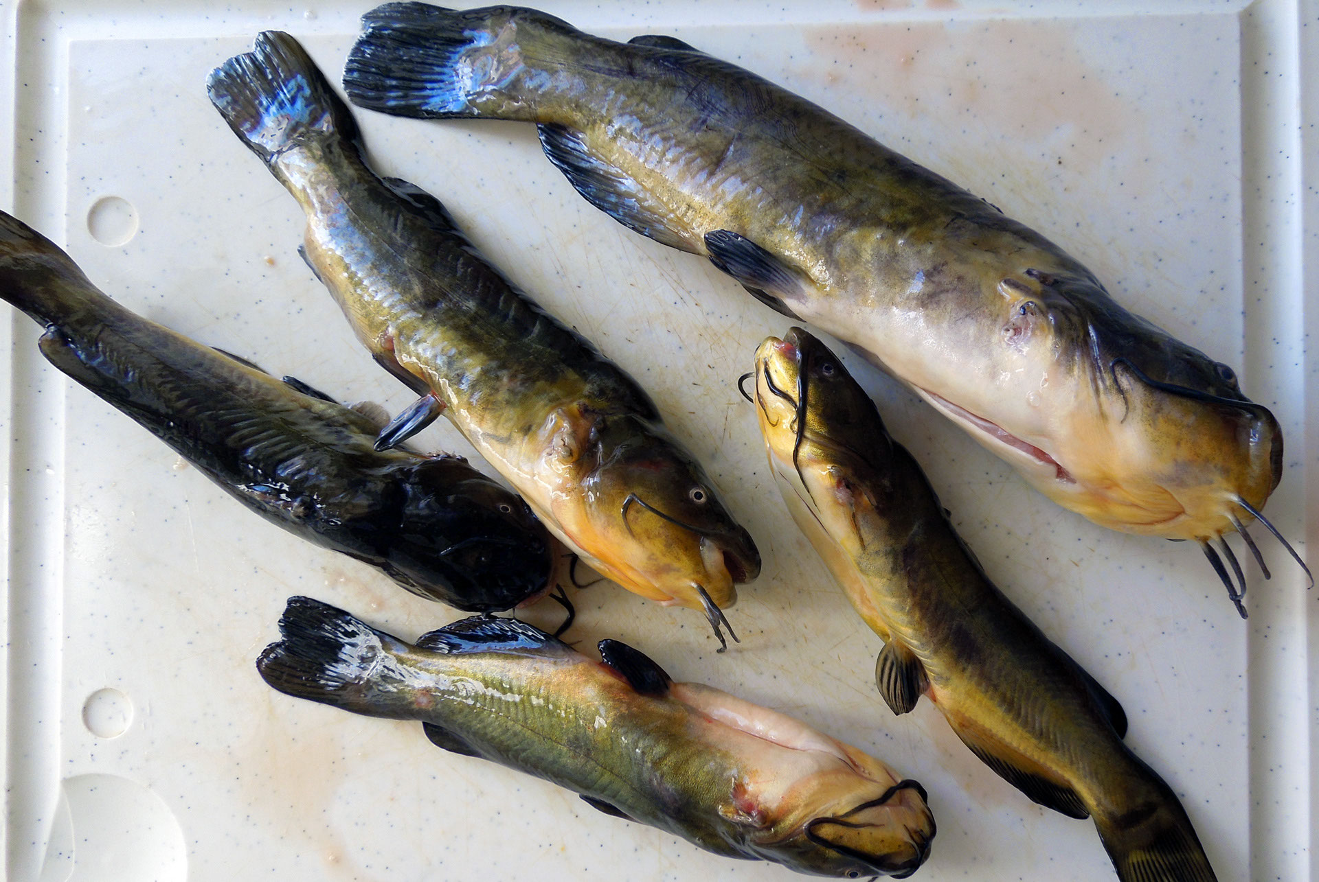 Travel to Baranja: wine and freshwater fish dishes - Cooking along the ...