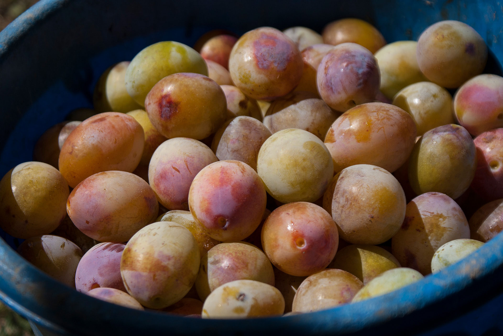 Slivovitz or Šlivovica: the plum brandy - Cooking along the Drava ...