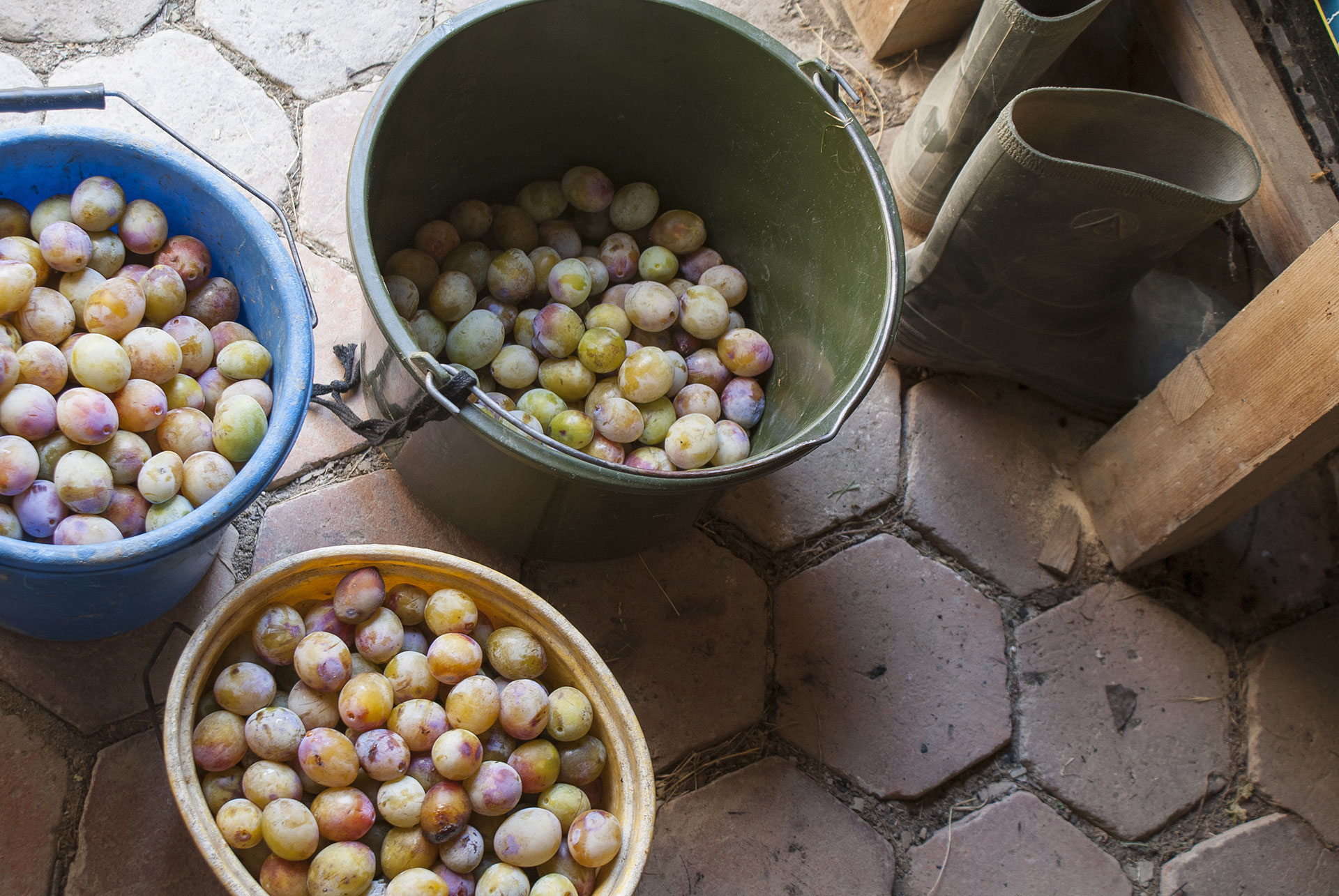 Slivovitz or Šlivovica: the plum brandy - Cooking along the Drava ...