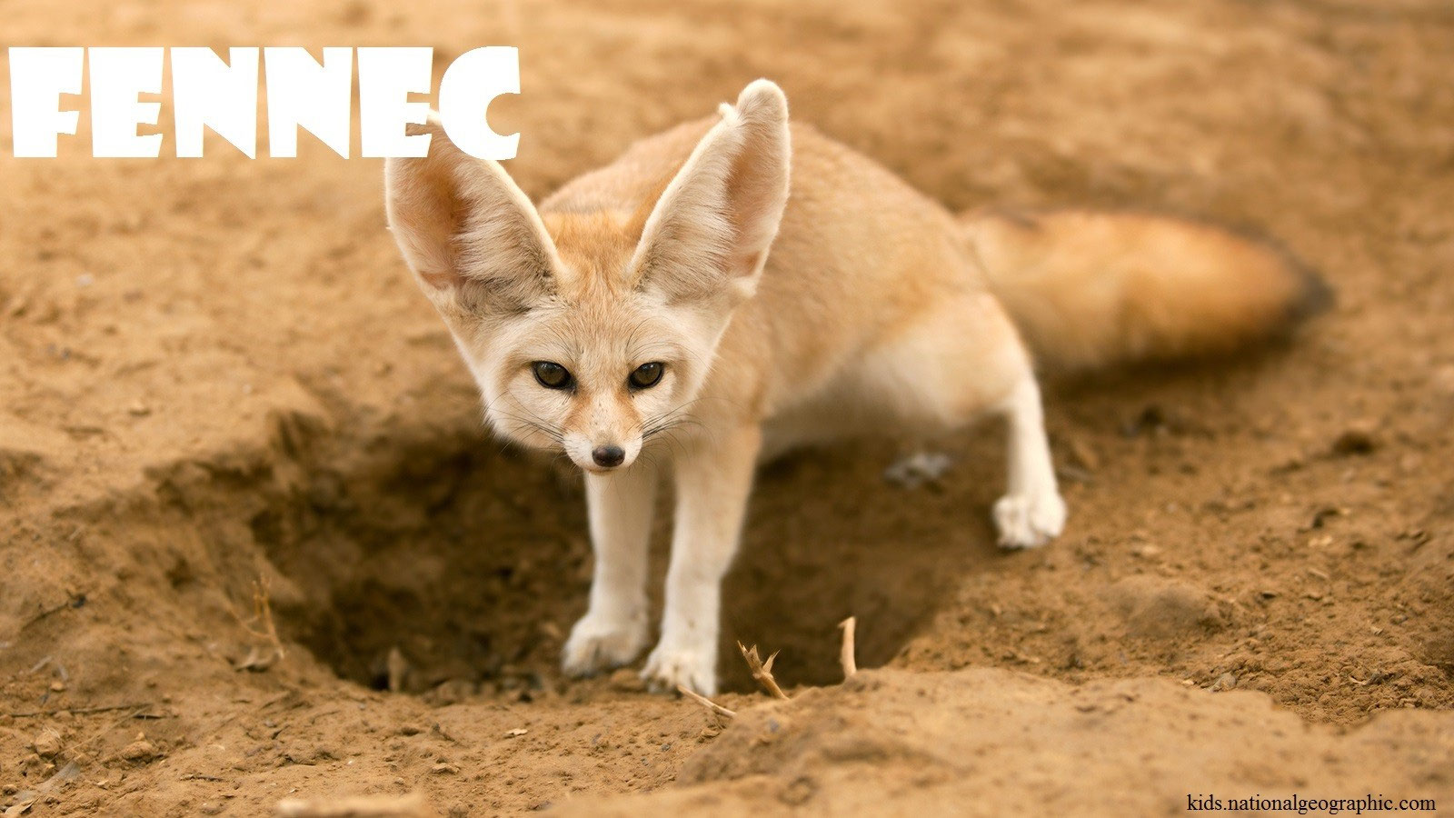 Fennec - L’encyclopédie-animalière