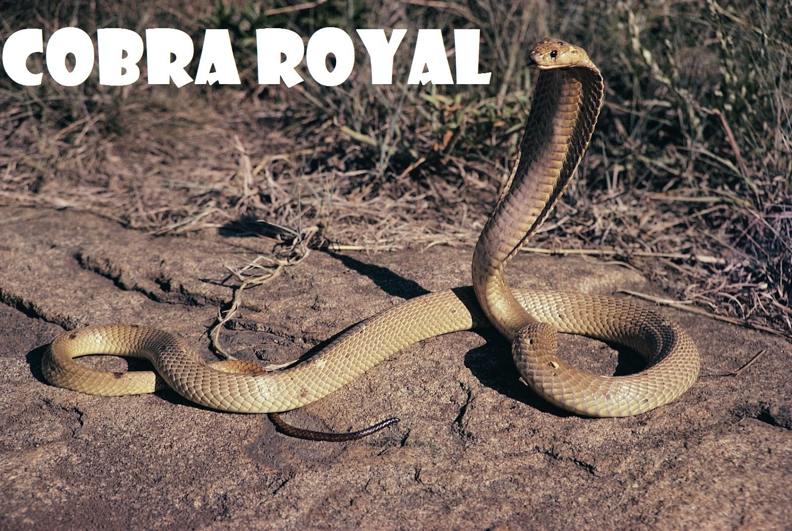 Cobra Royal - L’encyclopédie-animalière