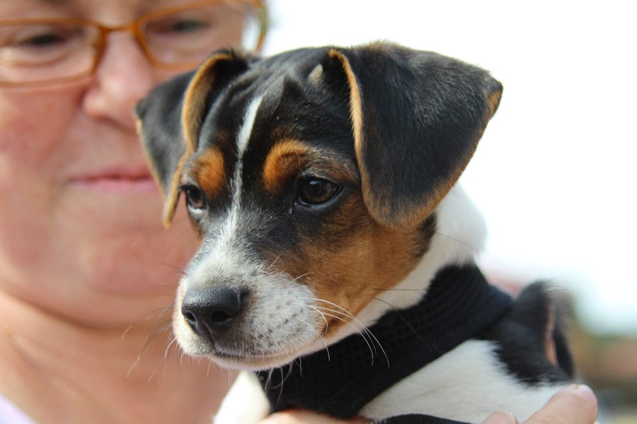 In Deutschland lebende Dansk/Svensk Gardhunde - dansk svensk gardhund ...