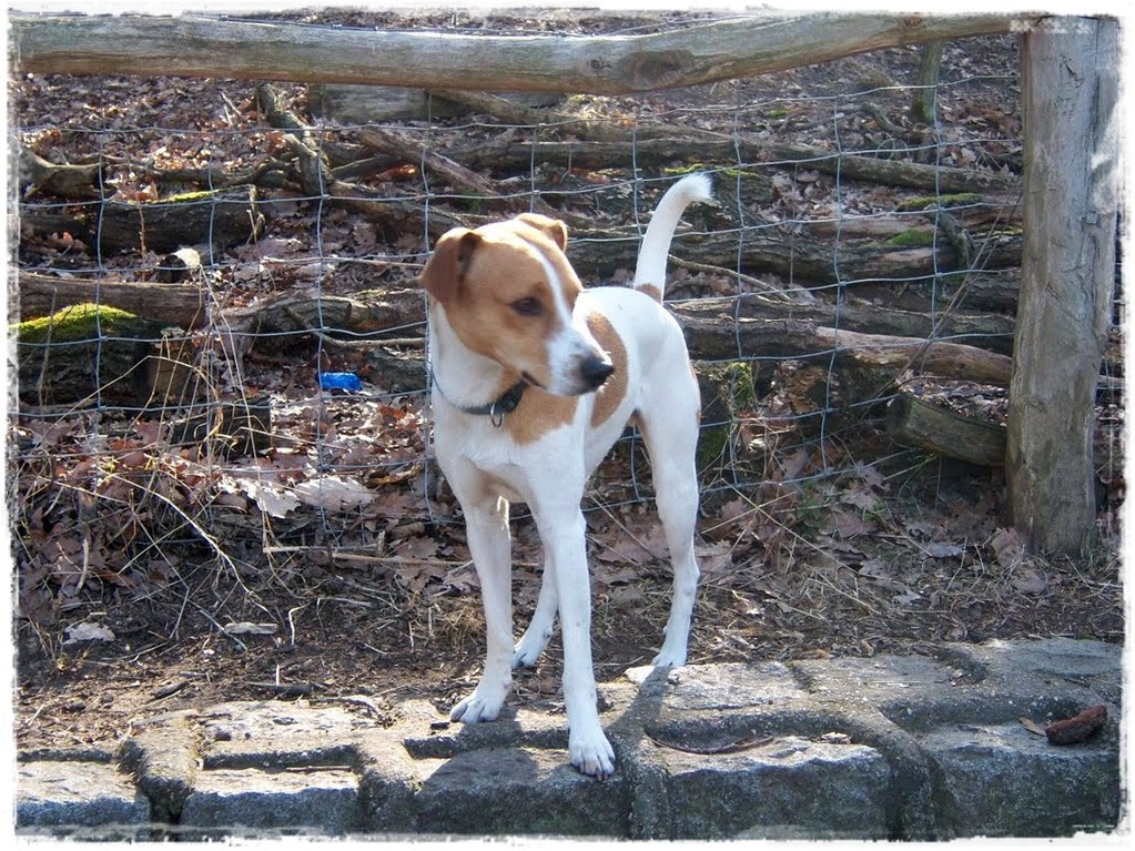 In Deutschland lebende Dansk/Svensk Gardhunde - dansk svensk gardhund ...
