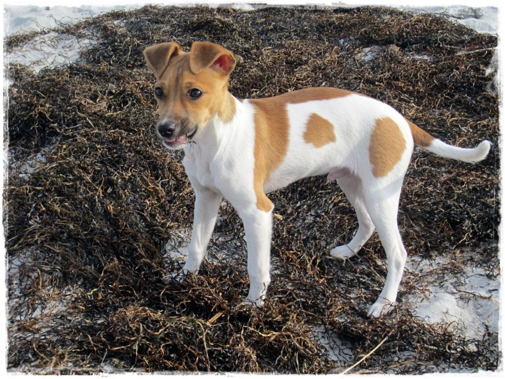 In Deutschland lebende Dansk/Svensk Gardhunde - dansk svensk gardhund ...