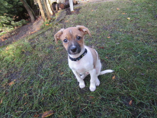 In Deutschland lebende Dansk/Svensk Gardhunde - dansk svensk gardhund ...