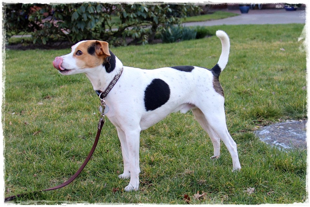 In Deutschland lebende Dansk/Svensk Gardhunde - dansk svensk gardhund ...